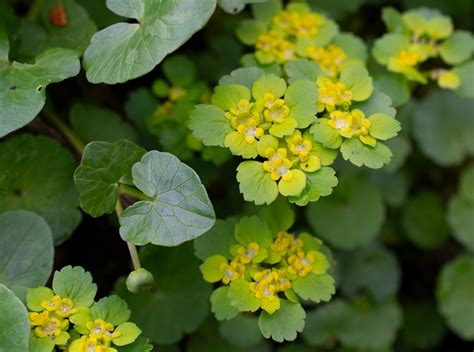 Chrysosplenium Alternifolium Nature Database