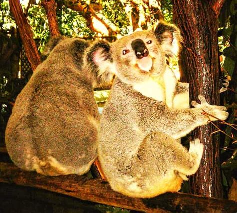 Koalas Mating Season And Mating Months