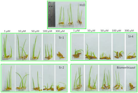 Phytotoxicity Assay On Rice Seeds Germination Download Scientific