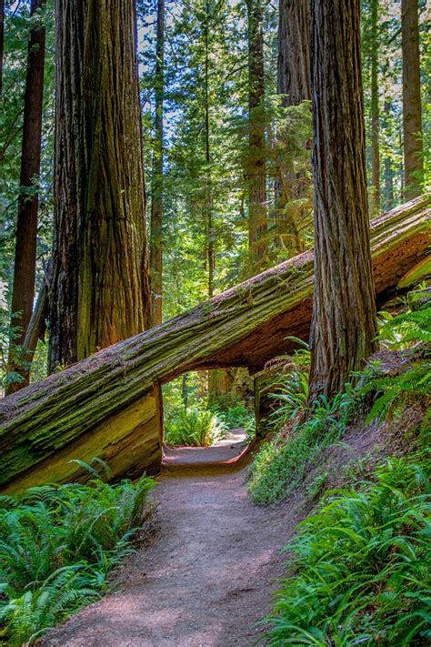 Redwood National Park 1st Time Visitor Guide