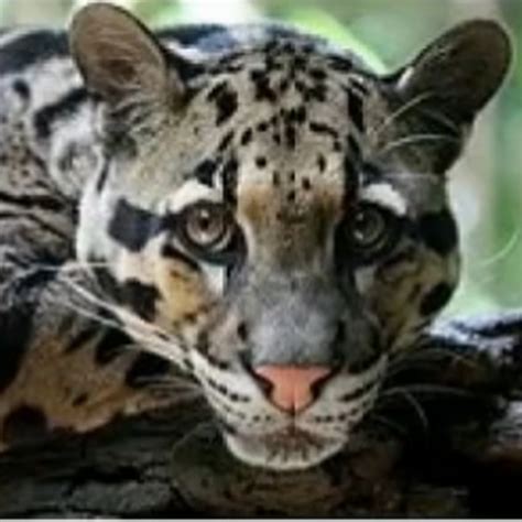 Data Advantage Youtube