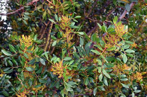 Premium Photo The Lentisk Tree Pistacia Lentiscus With Flowers