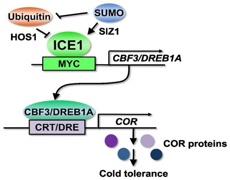 The Cold Signaling Pathway Which Involves Ice1 And Cbf3 Dreb1a Ice1 Download Scientific