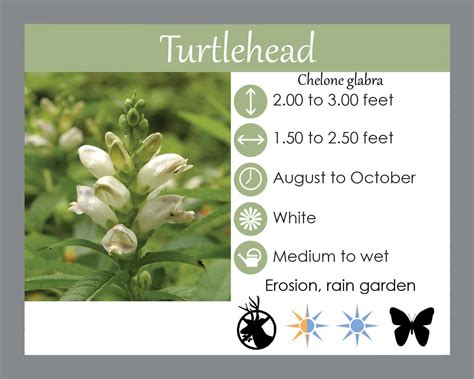 Buy Turtlehead Laurens Garden Service Native Plant Shop