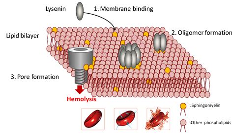 Earthworm Derived Pore Forming Toxin Lysenin And Screening Of Its