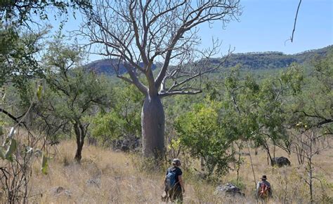 Unseeded Bringing Australian Boab Trees To Canberra