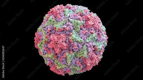 Cold Virus Structure