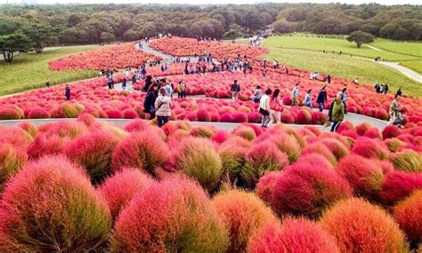 Full Guide Of Hitachi Seaside Park Hitachi Seaside Park Is One Of The