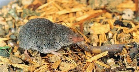 North American Least Shrew Alchetron The Free Social Encyclopedia