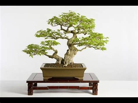 Twin Trunk Bonsai Style Youtube