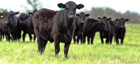 Rumevite Feeds Supplements And Concentrates