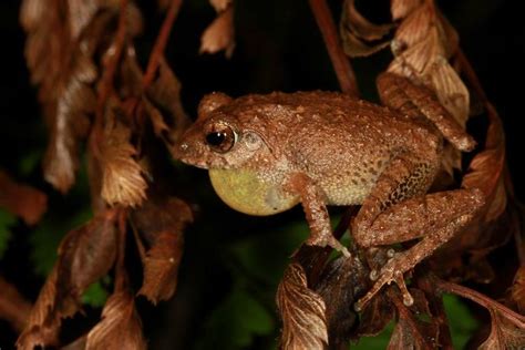 Mendis Wickramasinghe Flickr