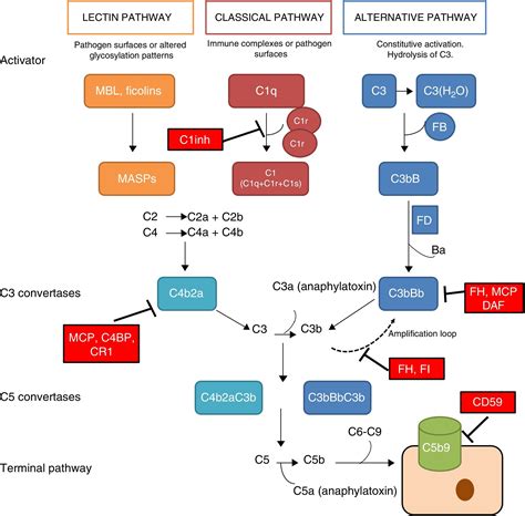 Acquired Partial Lipodystrophy And C3 Glomerulopathy Dysregulation Of The Complement System As