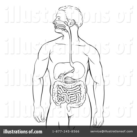 Human Digestive System Drawing At Getdrawings Free Download