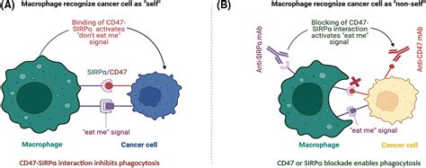 Or Free Full Text Opportunities And Challenges Of Cd47 Targeted