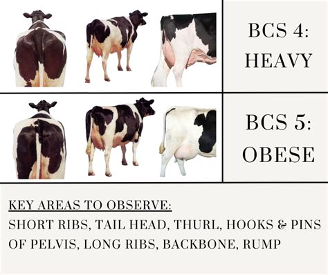 Dairy Cattle Body Condition Scoring Bcs