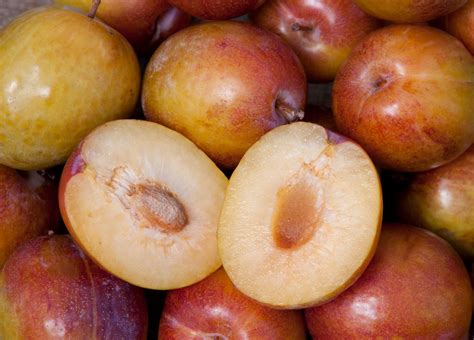 Pluot Flavor Grenade Semi Dwarf Otto And Sons Nursery
