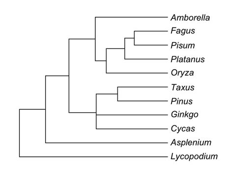 3 An Introduction To Phylogenetic Comparative Methods Half Day