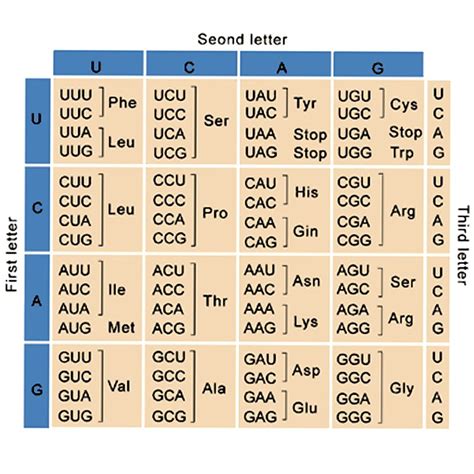 Mutation Chart Keski