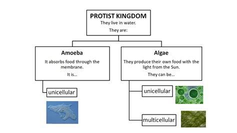 Clase De 5º Andrés Segovia Unit 1 Protist Kingdom