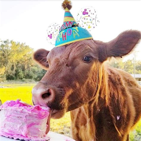 Birthday Greetings From A Cow