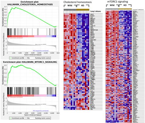 Lack Of Gpr180 Ameliorates Hepatic Lipid Depot Via Downregulation Of Mtorc1 Signaling Pmc