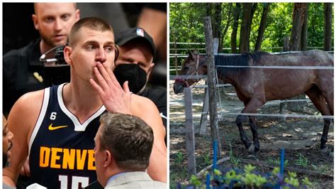 Nikola Jokic Is Probably Buying Another Horse Duh To Celebrate