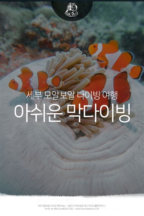 필리핀 세부 모알보알 스쿠버 다이빙 여행 마지막날 후기 네이버 블로그