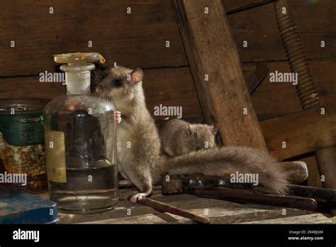 Fat Dormouse Edible Dormouse Glis Glis Craft Room With Old Tools