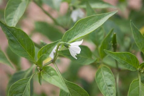 The Jalapeno Plant Stages From Seed To Pepper Friendly Planter