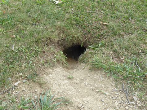 Groundhog Burrow