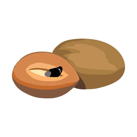 Chiku Or Sapodilla Fruit Clipart 55001912 Vector Art At Vecteezy