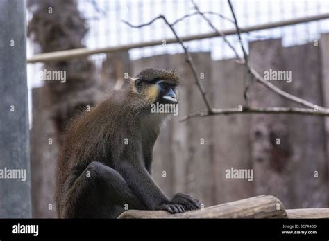 The Moustached Guenon Or Moustached Monkey Cercopithecus Cephus Is A