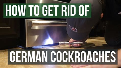 How To Get Rid Of German Cockroaches In Your Home Roach Cockroach