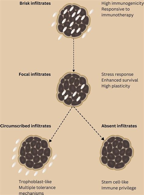 Plasticity Of Tumor Cell Immunogenicity Is It Druggable Journal For