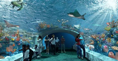 Chicagos Shedd Aquarium T Certificate Worth 165 Save On Holiday