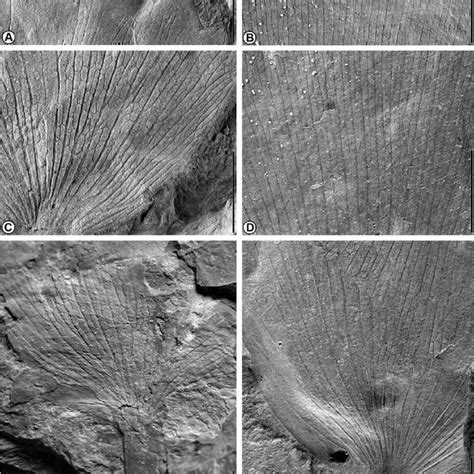 Leaf Morphology And Venation Pattern Of Some Living Aquatic Angiosperm
