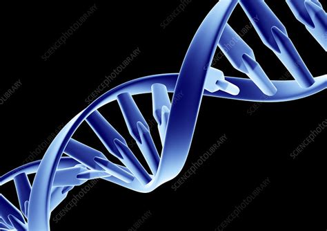 Dna Stock Image G110 0794 Science Photo Library