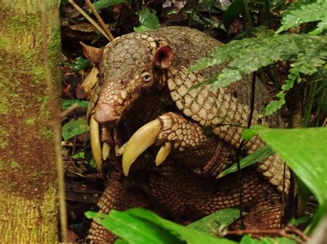 Giant Armadillo Priodontes Maximus Know Your Mammals