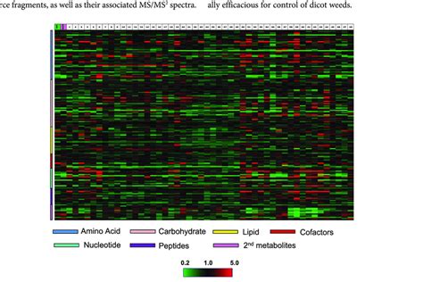 Metabolomic Profiles And Hierarchial Clustering Of 169 Metabolites Download Scientific
