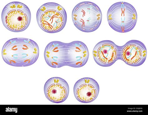 Stages Of Mitosis