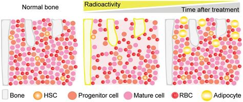 223ra Induces Transient Functional Bone Marrow Toxicity Journal Of