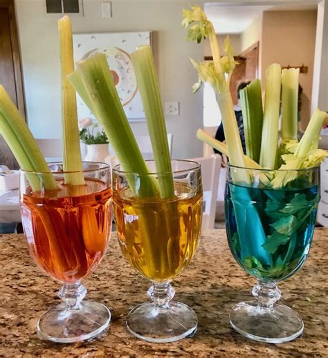 Capillary Action Celery Coloured Celery Science Experiment Play