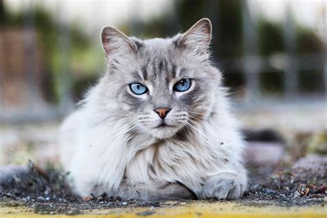 Cat Breeds Of The World At Mary Aplin Blog