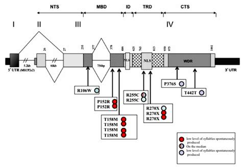 Genomic Structure Of The Mecp2 Gene And Localization Of Syllables Download Scientific Diagram