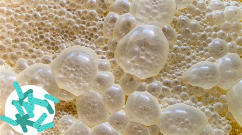 Greenzyme Emb 100 Plus Greenday Biotech Inc