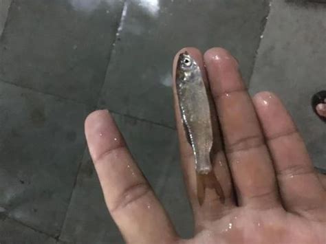 Grass Carp Fish At ₹ 04piece In Kolkata Id 25690548473