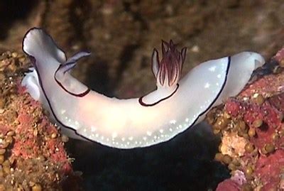 The Sea Slug Forum Chromodoris Annulata