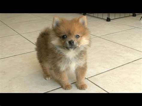 How Do I Stop My Pomeranian From Barking