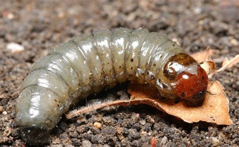 Pests Of Turf Flashcards Quizlet